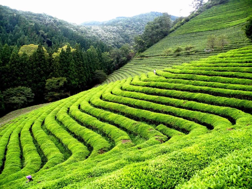 7 Scenic Places to Visit in Darjeeling || Travel N Trails